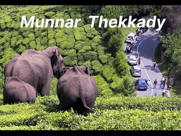 Explore Munnar, Thekkady, Alleppey, Kovalam, Varkala, Kanyakumari ...
